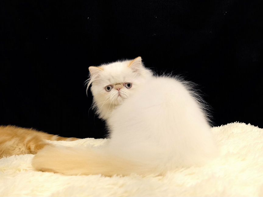 Белый персидский мальчик с голубыми глазами 4 мес