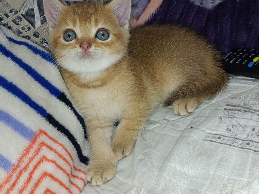 Золотой котик