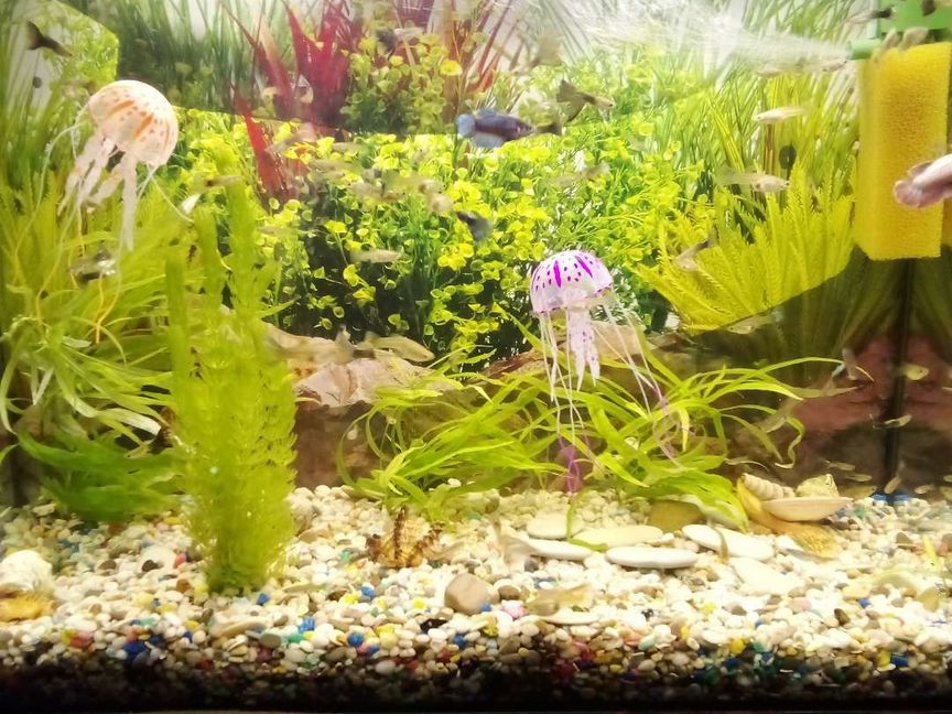 Рыбки гупики бесплатно