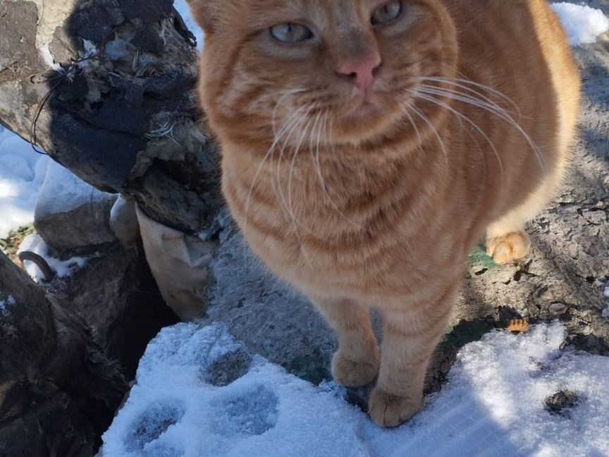 Котик