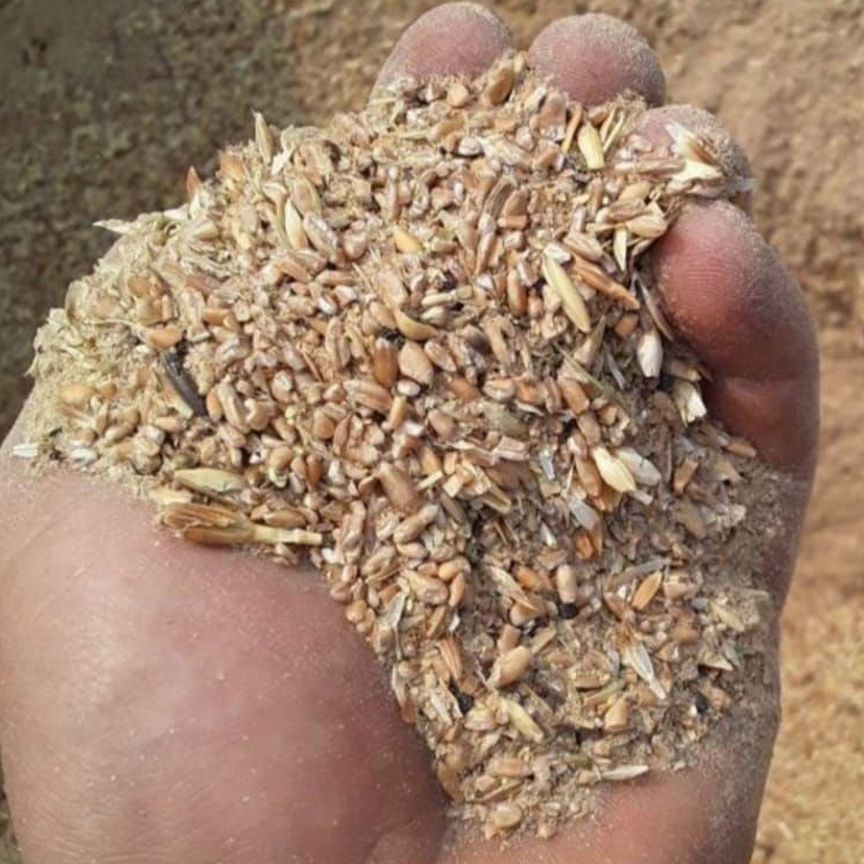 Зерноотходы от пшеницы