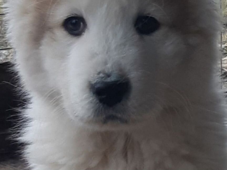 Алабай (Туркменский волкодав)