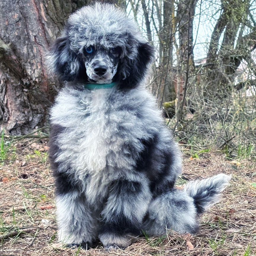 Той-пудель, щенок