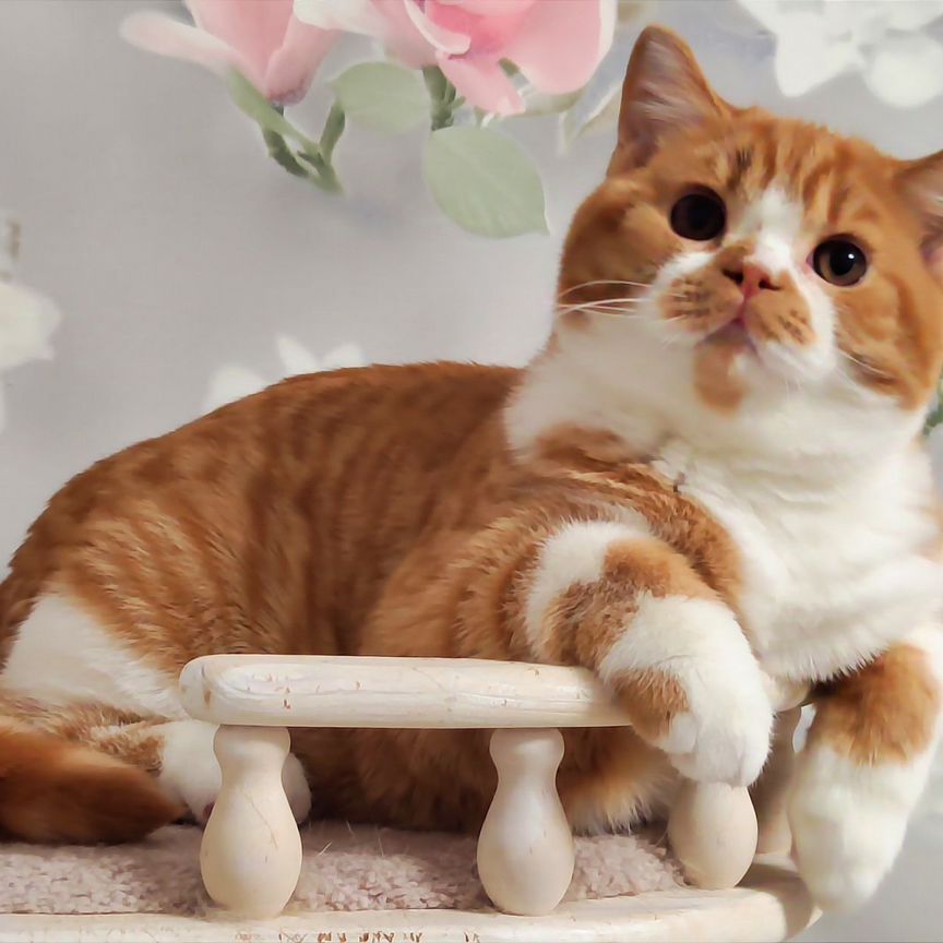 Британский котенок 4,5 месяца