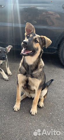 Метисы овчарки и питбуля в добрые руки
