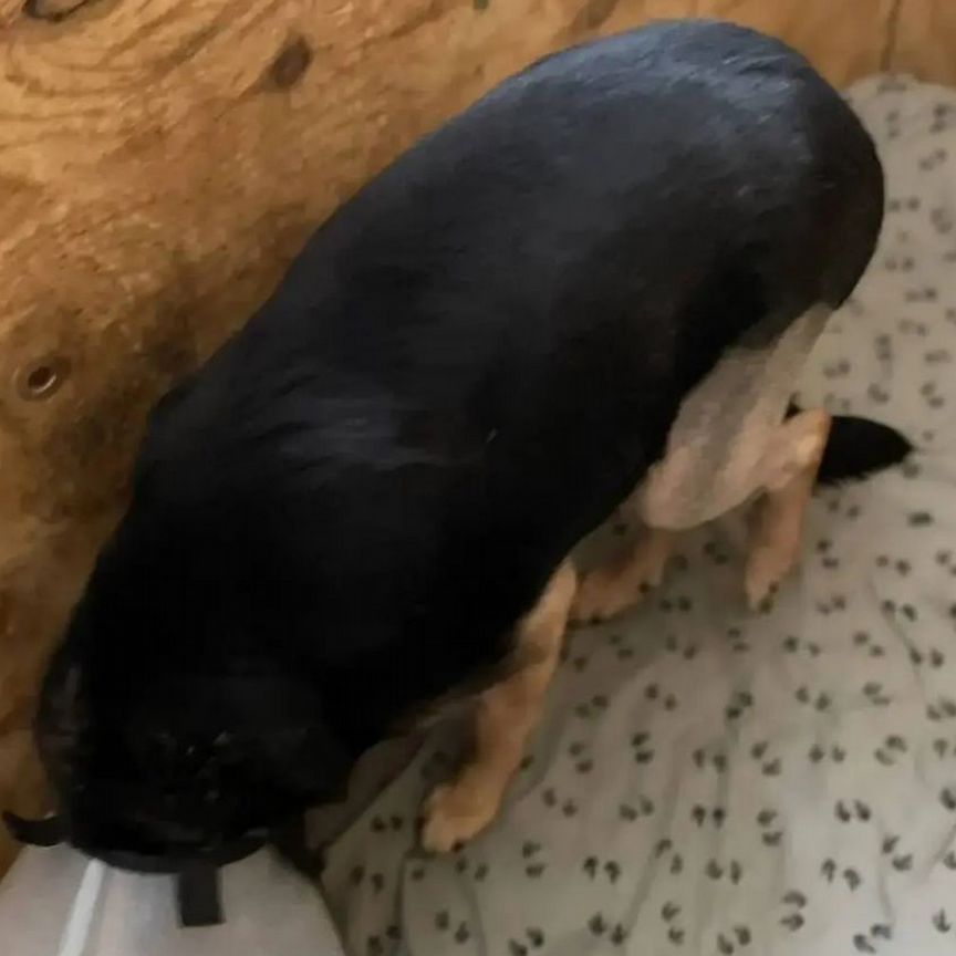 Взрослая собака в добрые руки