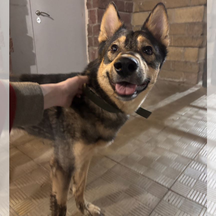 Взрослый пёс в добрые руки