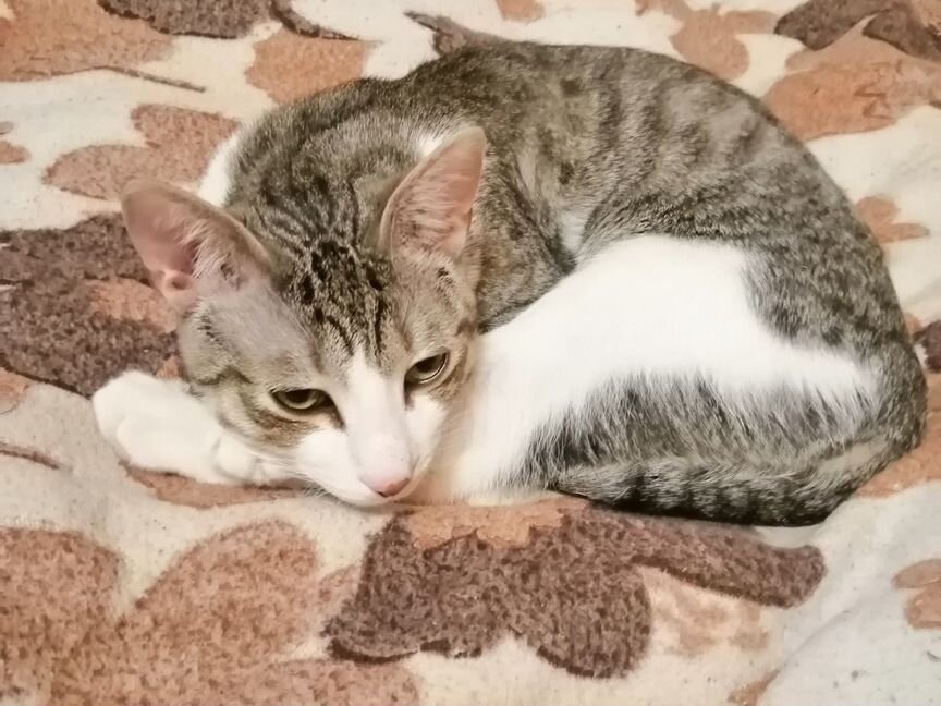 Кот, абиссинской породы