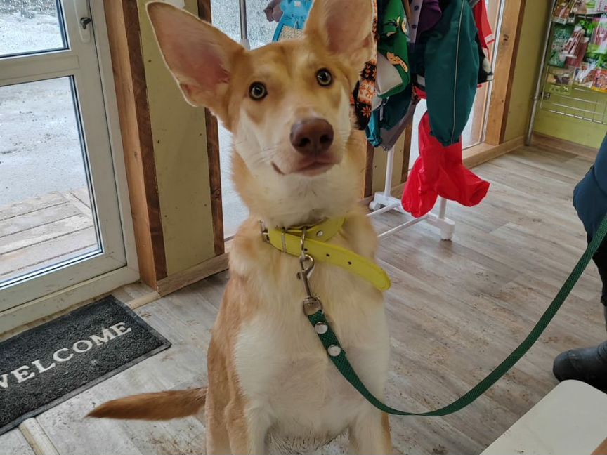 Собака в добрые руки щенок