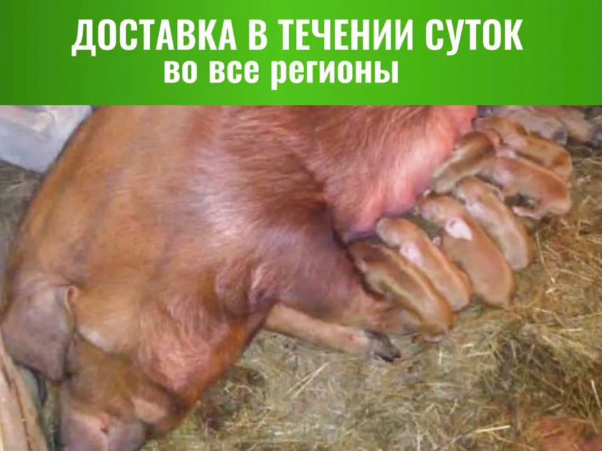 Жидкие поросята