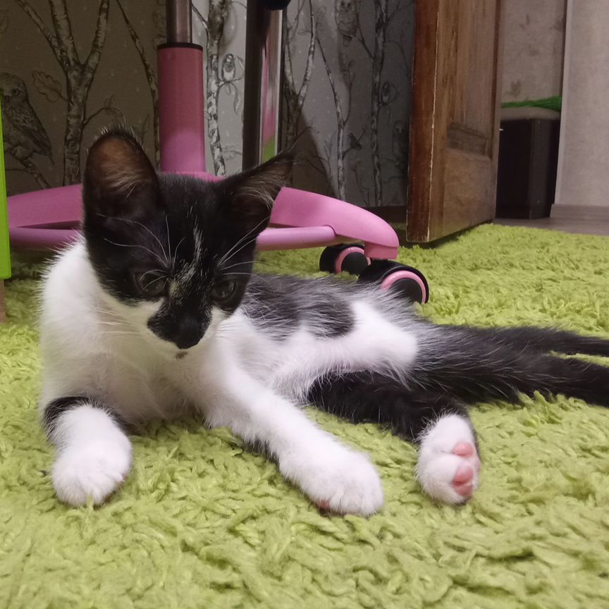 Котёнок в добрые руки