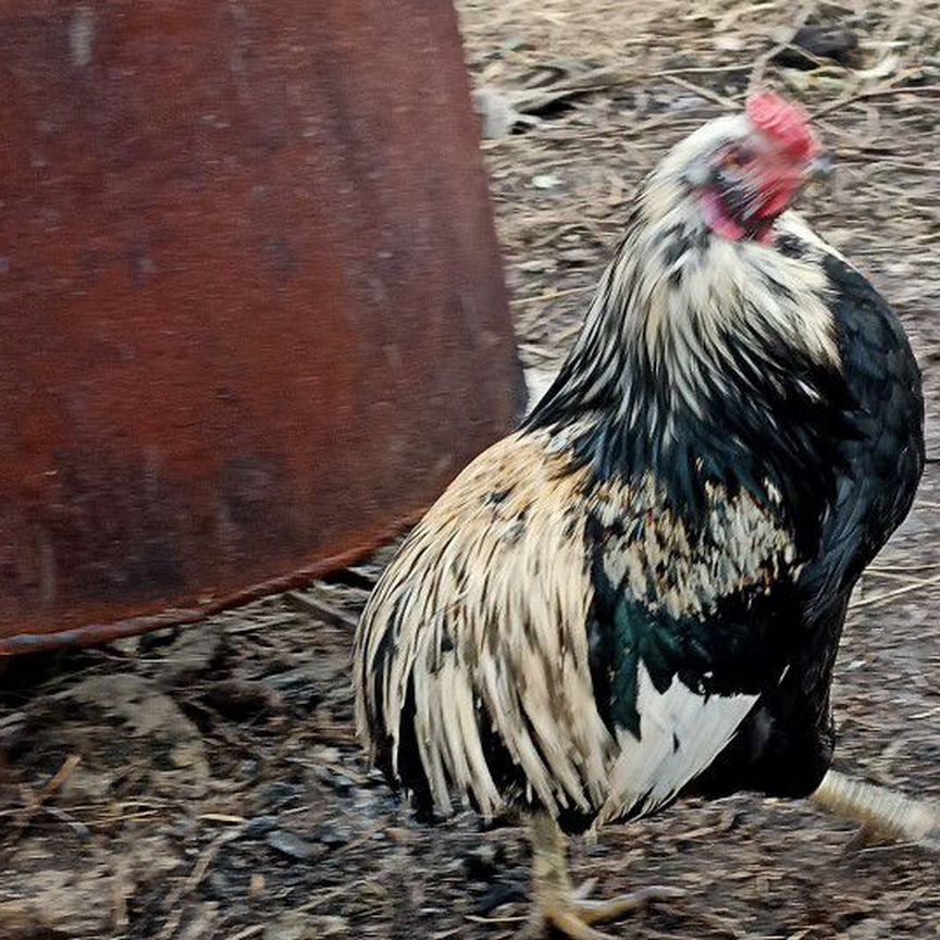 Молодые петухи