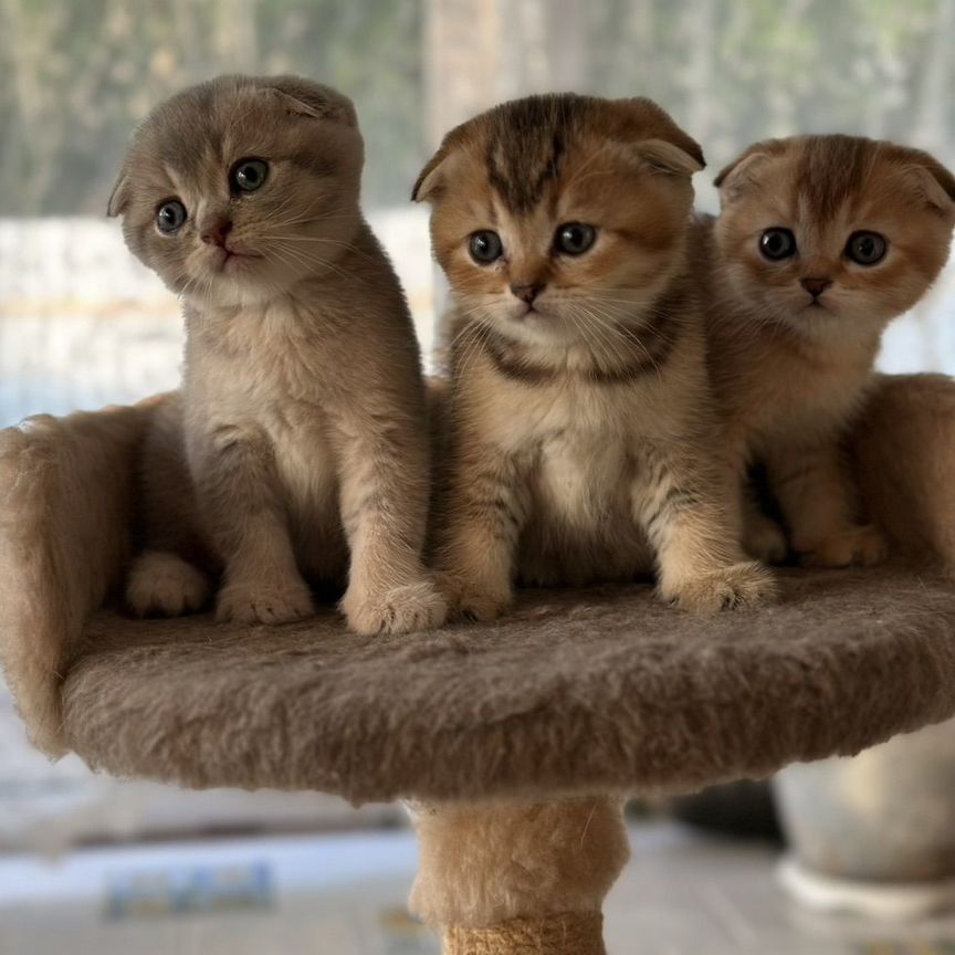 Шотландский вислоухий короткошёрстный котёнок