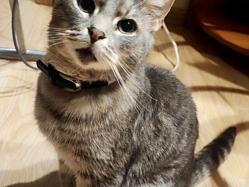 Котик Пегас в добрые руки