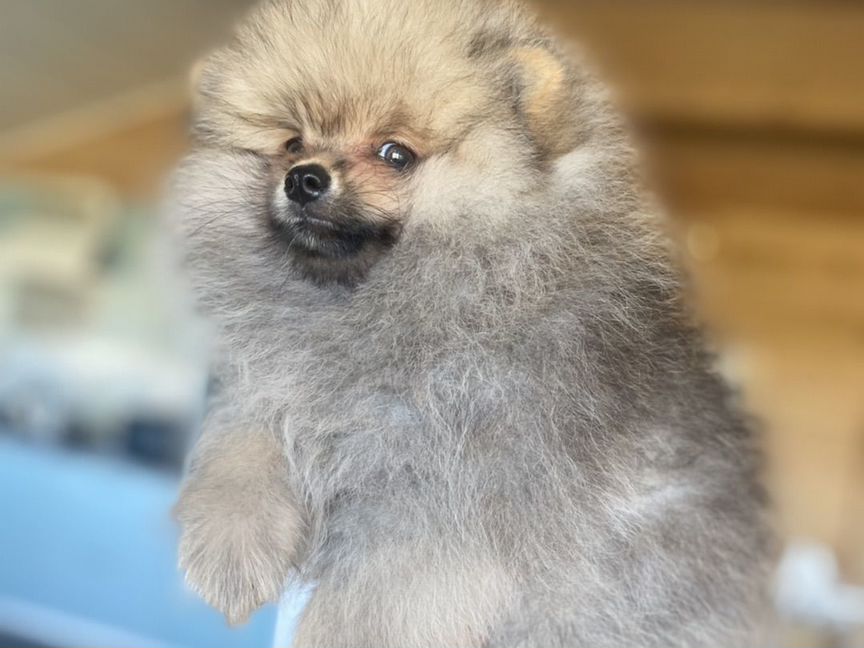 Померанский шпиц, мальчик и девочка