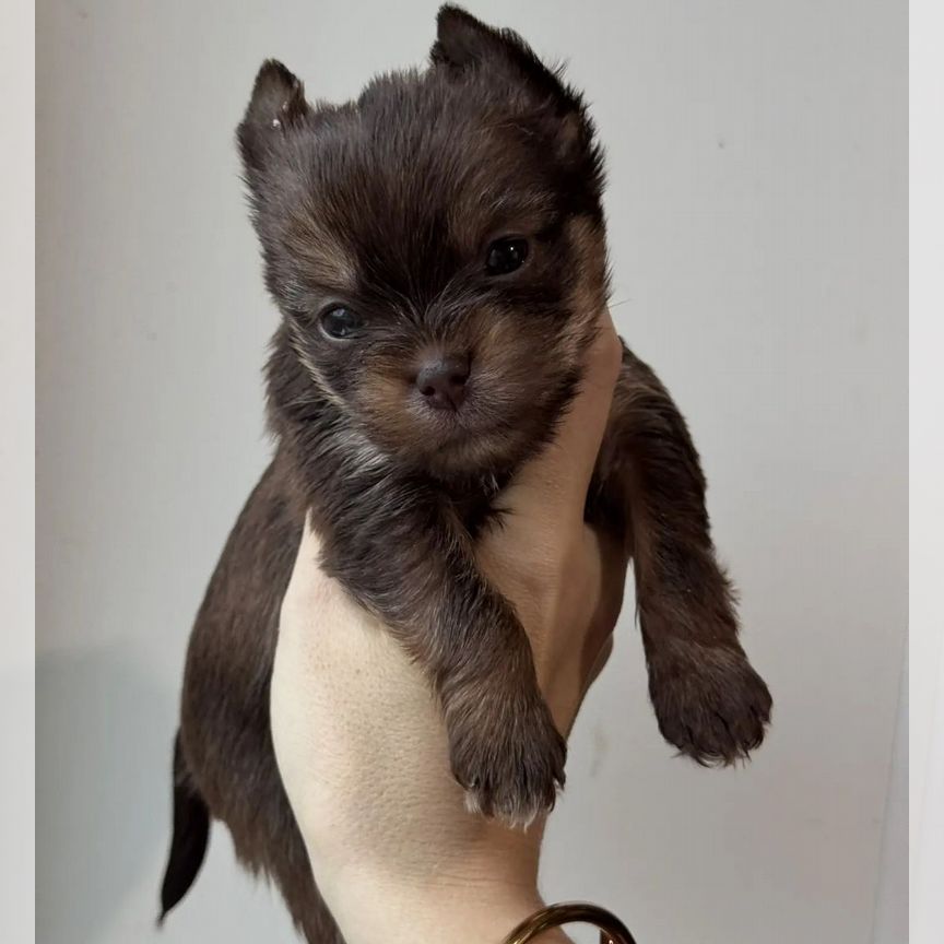 Йоркширский терьер, щенок