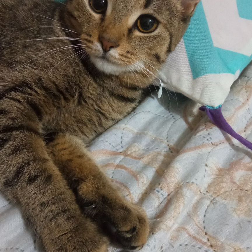 Малышка Настя в семью