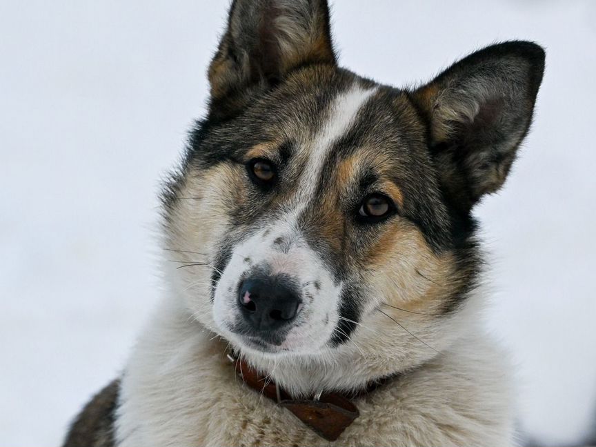 Поиск счастья для Бесси