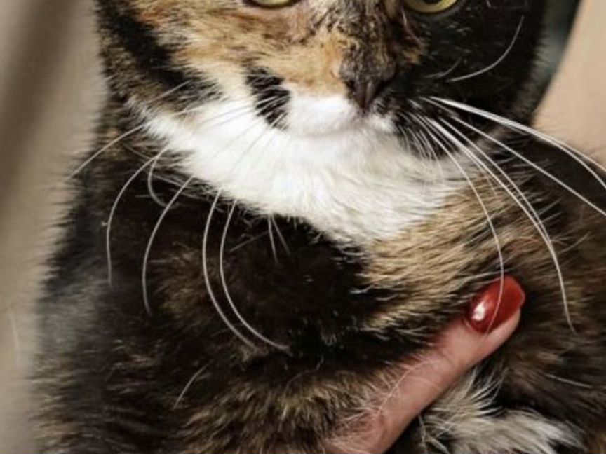 Кошечка Машенька