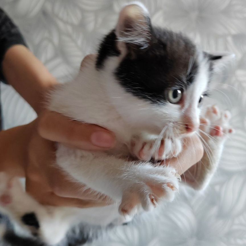 Отдам котеночка в добрые руки