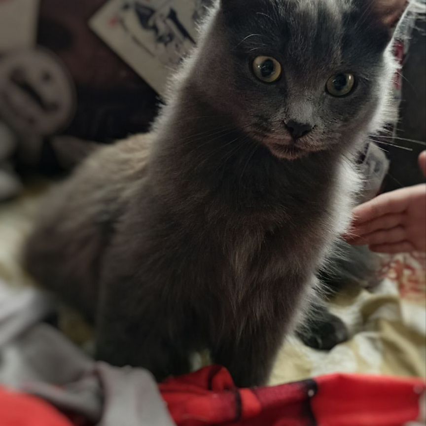 Отдам в добрые руки котиков