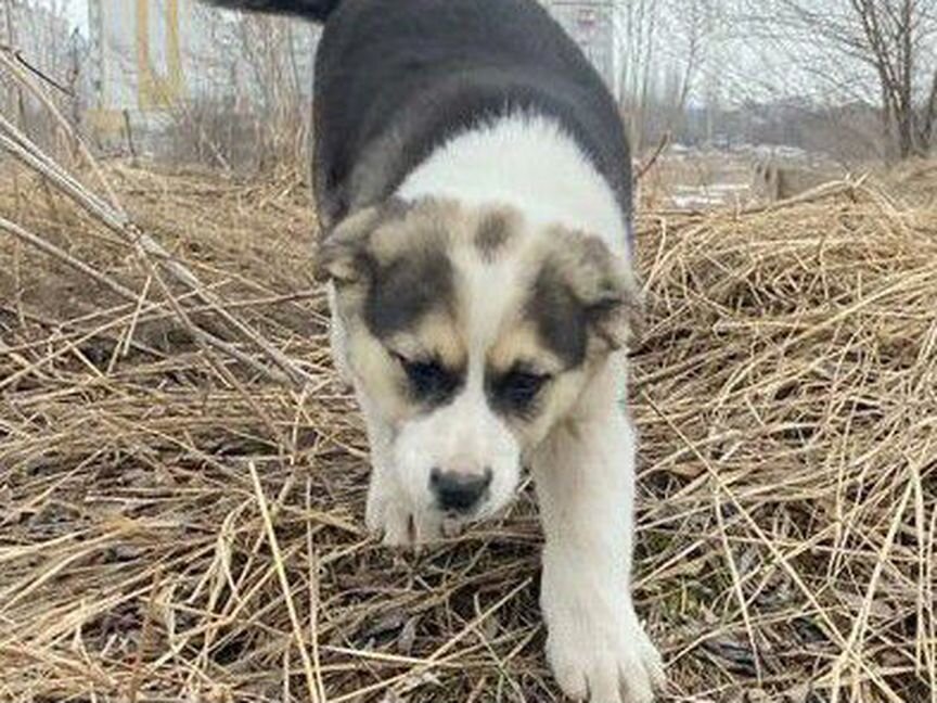 Щенки в опасности