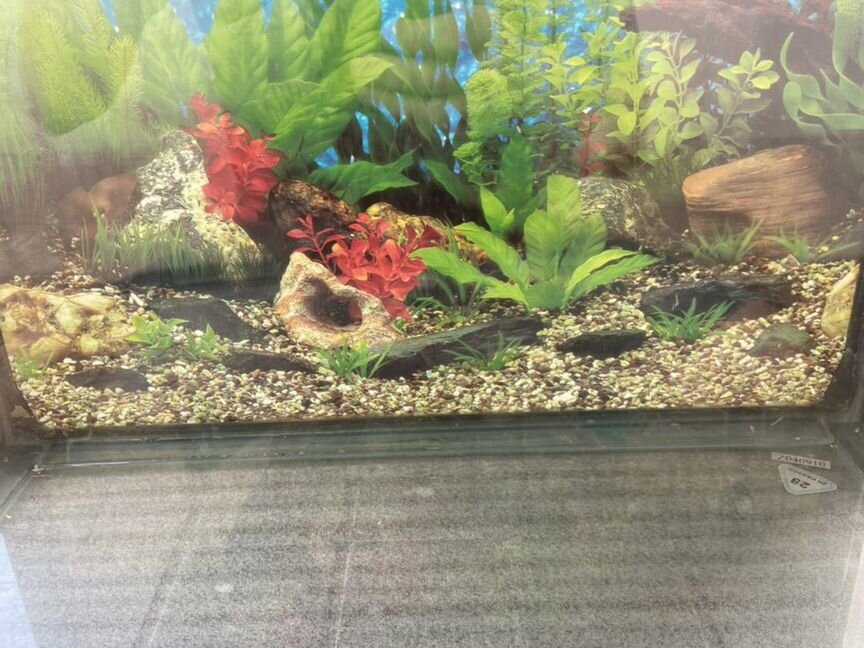 Аквариум джебо на 140 литров