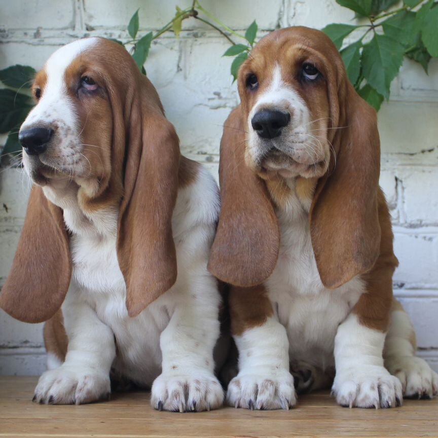 Девочки щенки бассет хаунд