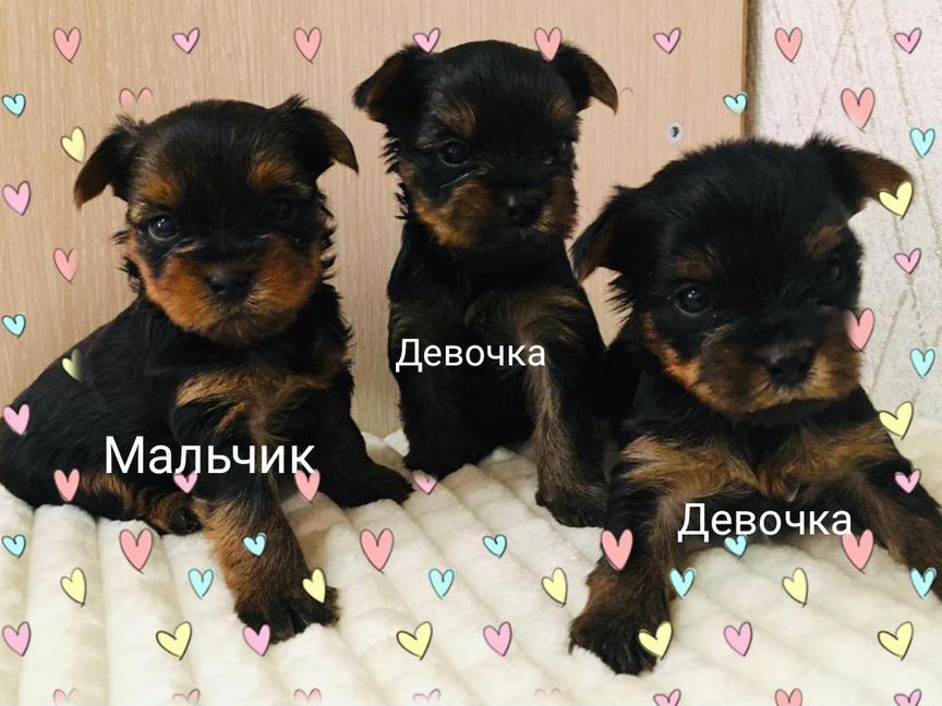 Йоркширский терьер мини беби фейс щенки