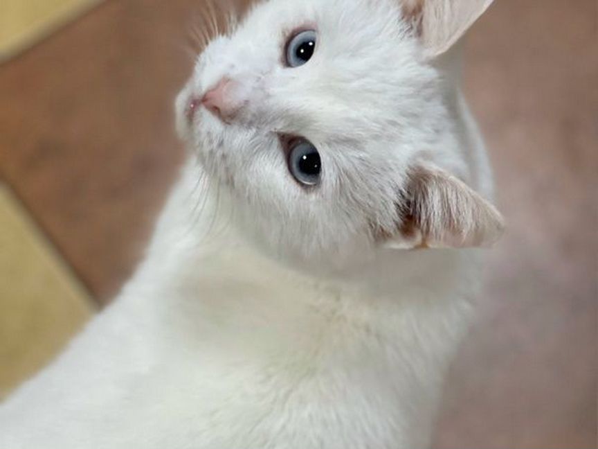 Кошечка Эльза ждёт свою мамочку