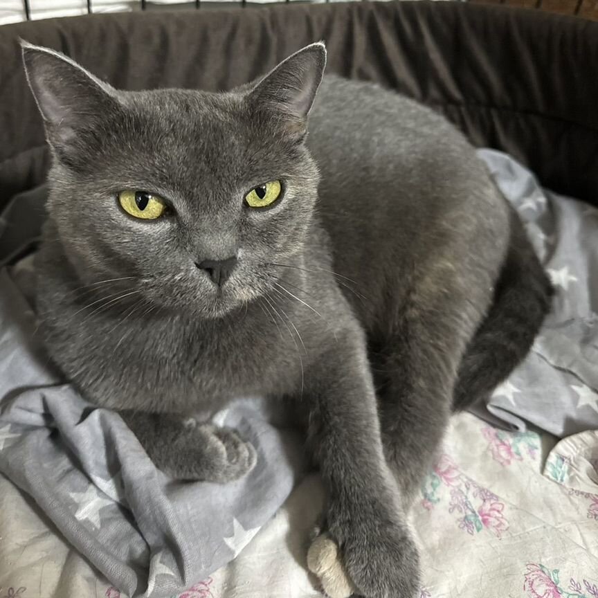 Чистокровная британка