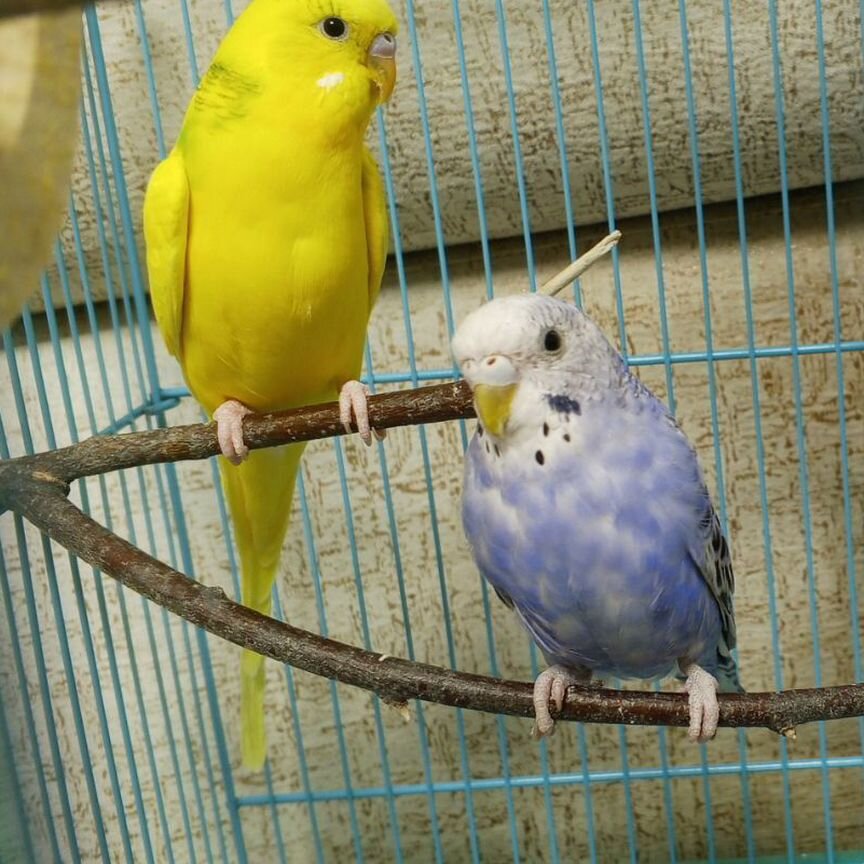 Волнистый попугай ручной и говорящий