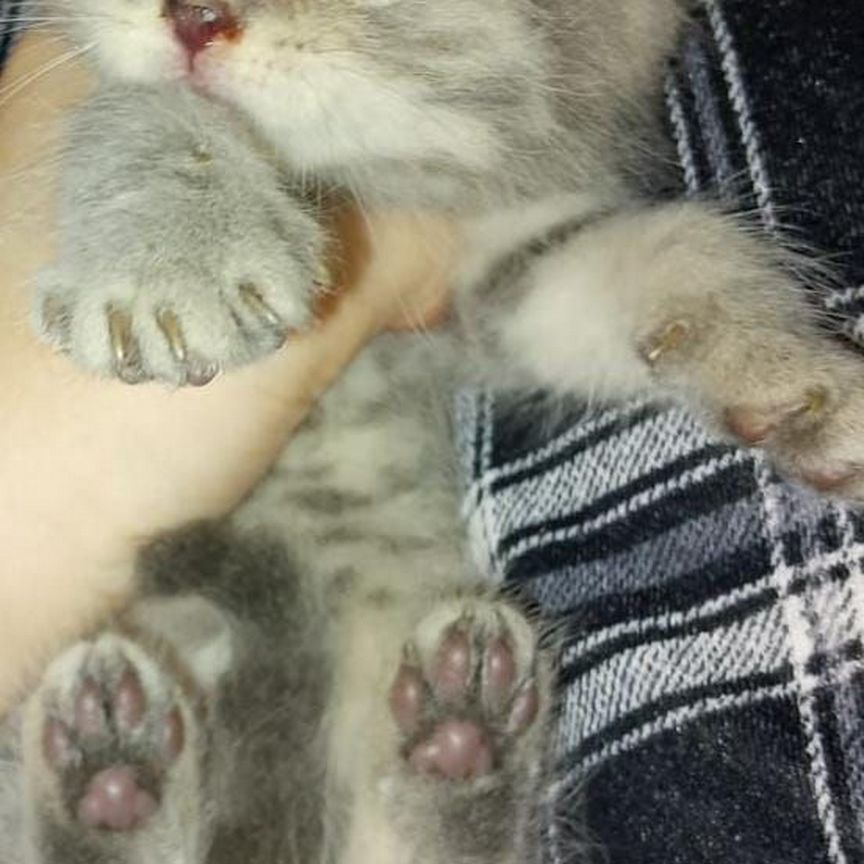 Котенок мальчик серый