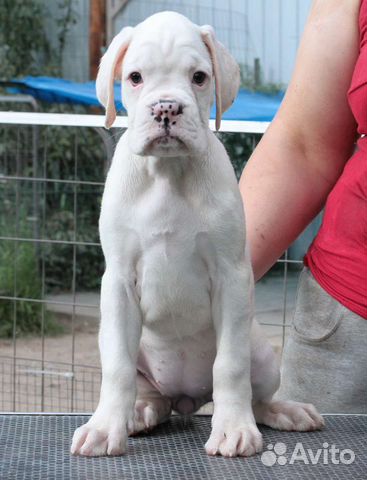 Щенок боксёра, 2 мес