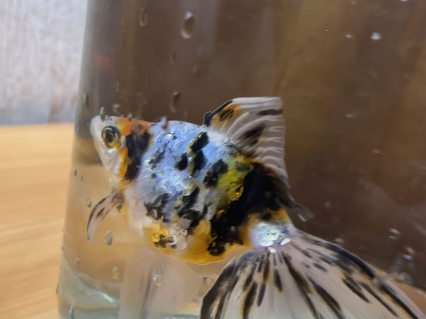 Ситцевый риукин золотая рыбка