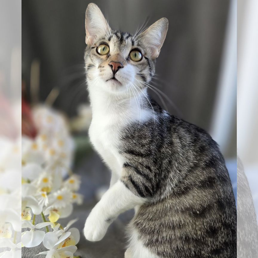 Котёнок в добрые руки