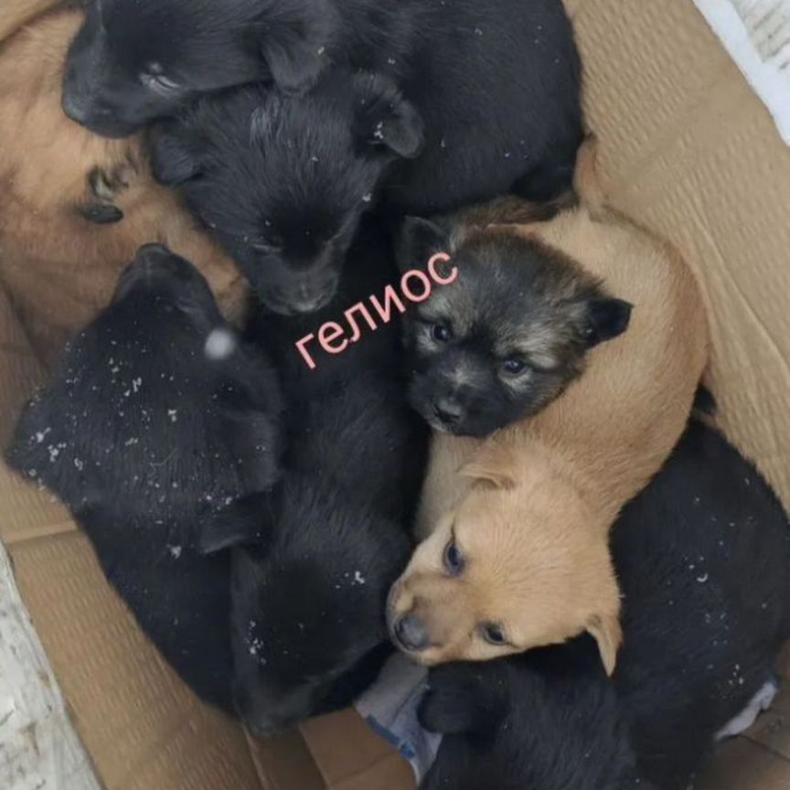 Щенки передержка дом