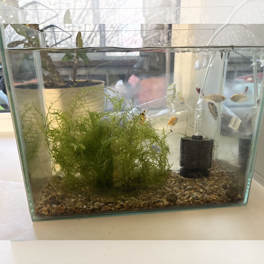 Аквариум с рыбками
