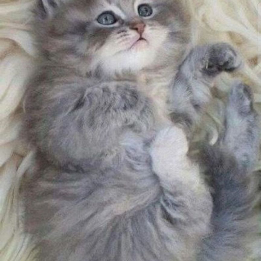 Чудесные серые котята