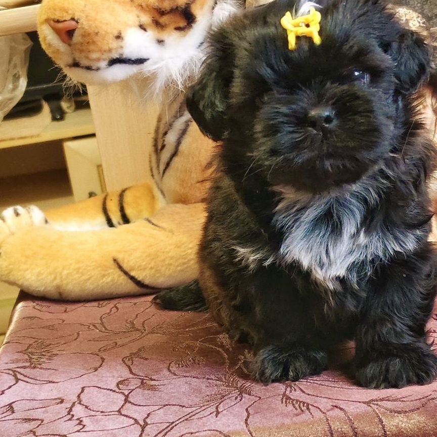 Ши-тцу, щенок