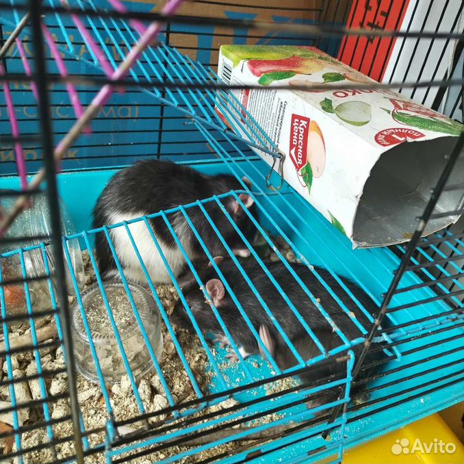 Крысы мальчики