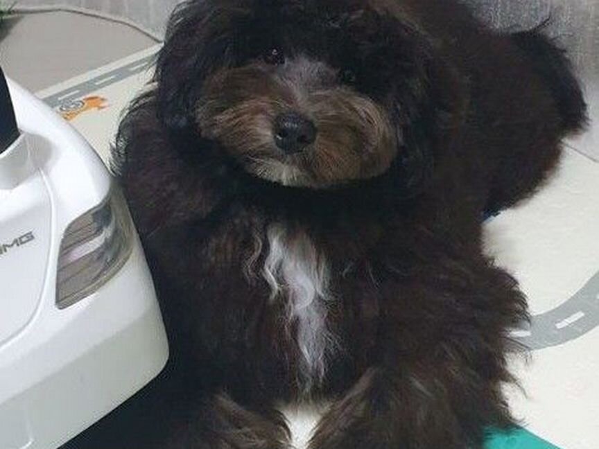 Мальтипу вязка