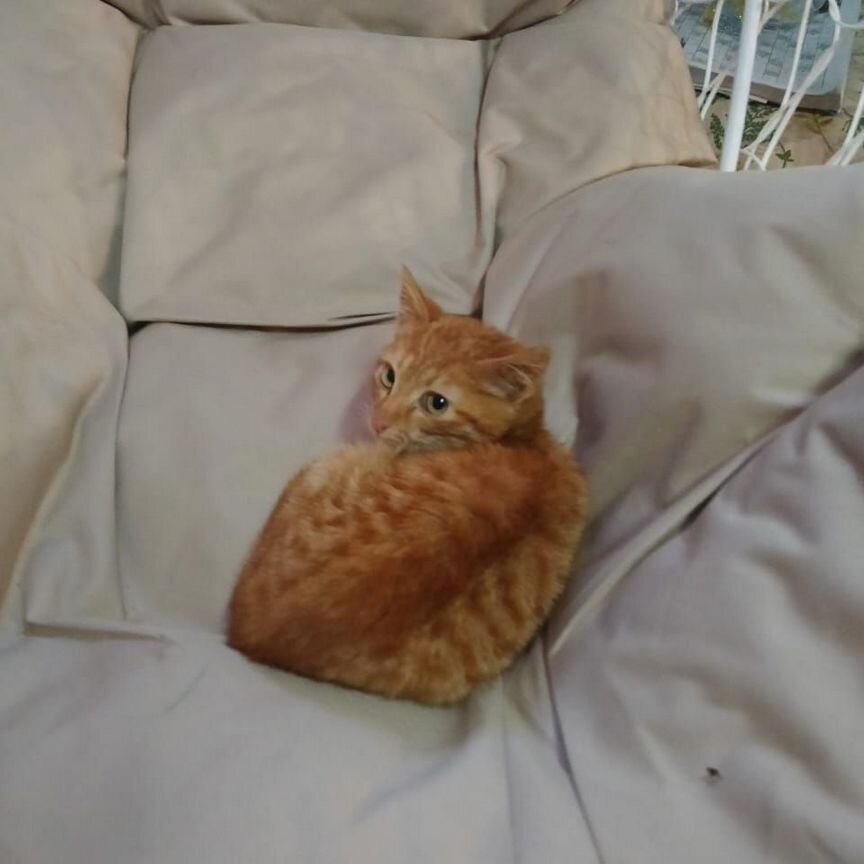 Котёнок в добрые руки