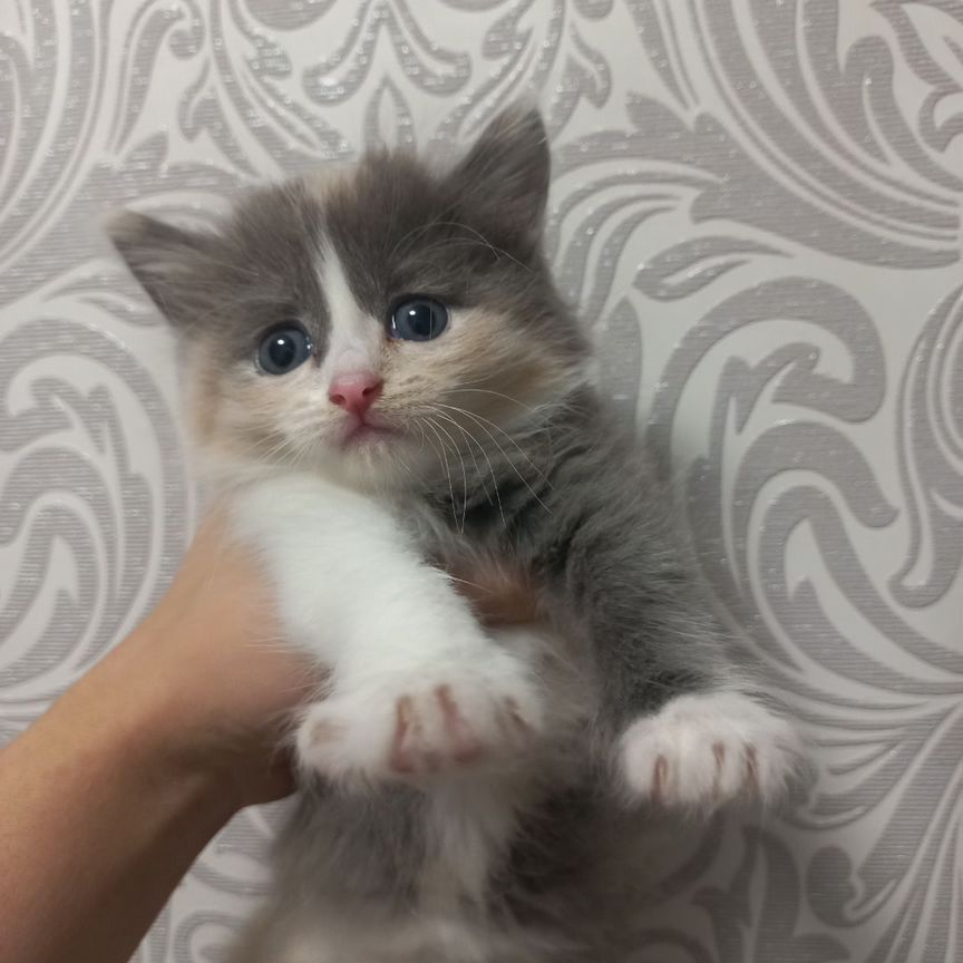 Котенок девочка в добрые руки