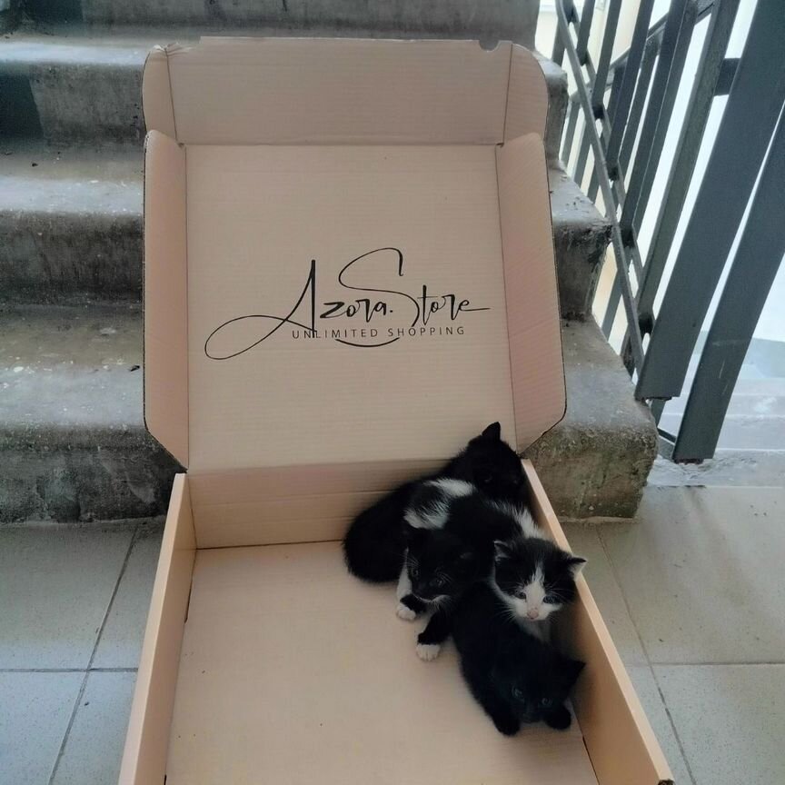 Котята в добрые руки