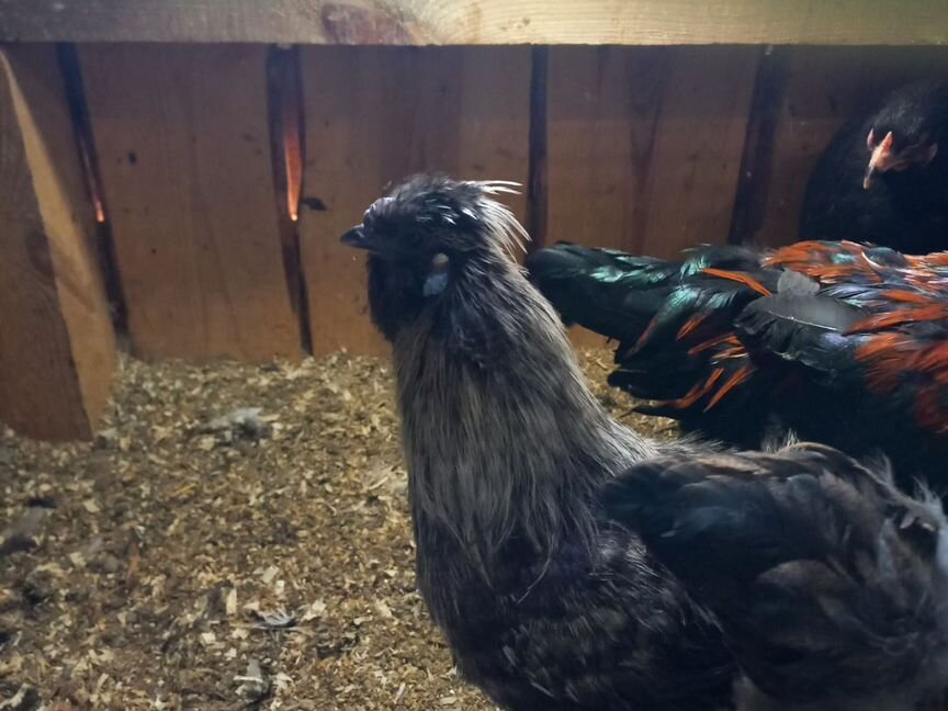 Петушки китайские шелковые