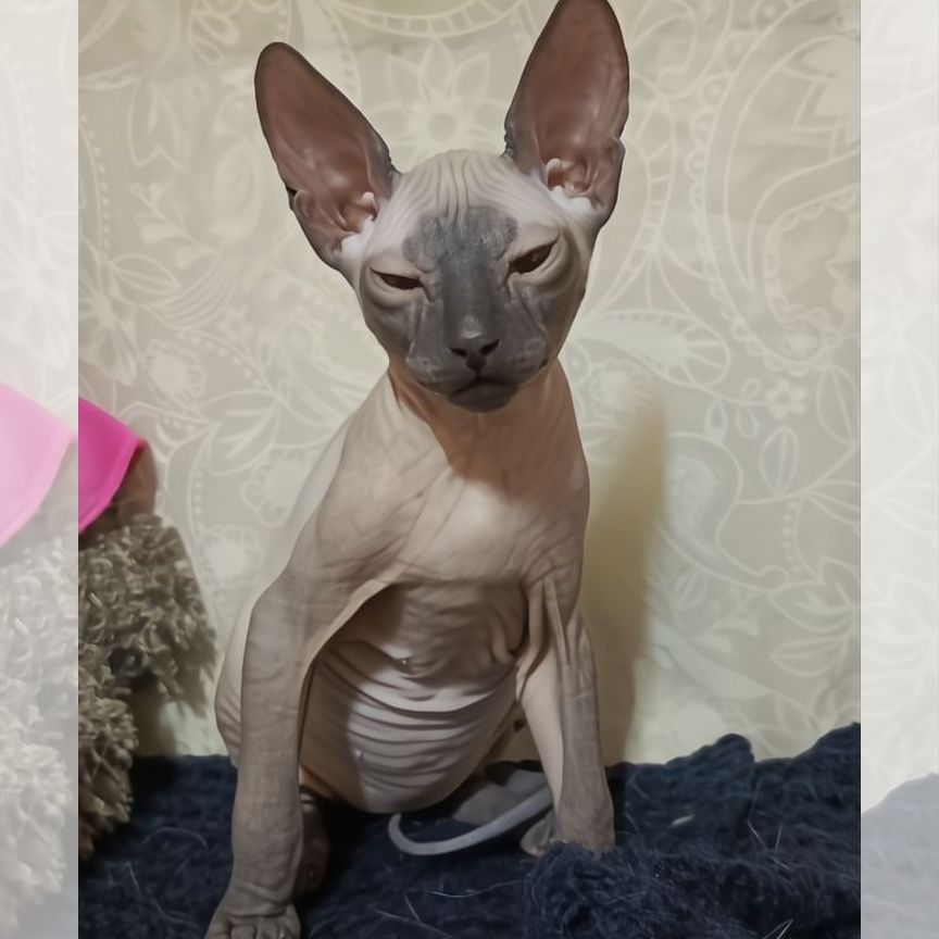 Канадский сфинкс котёнок