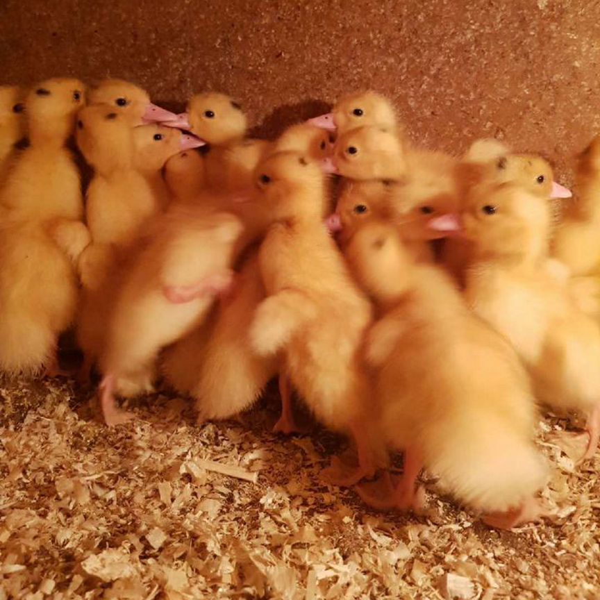 Бройлеры подрощенные