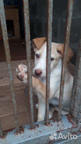 Щенок бесплатно