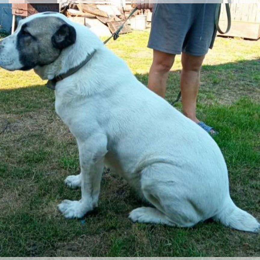 Среднеазиатская овчарка, взрослая собака